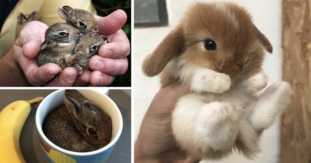 14 photos de lapins extrêmement mignons qui vont un peu vous donner l ...