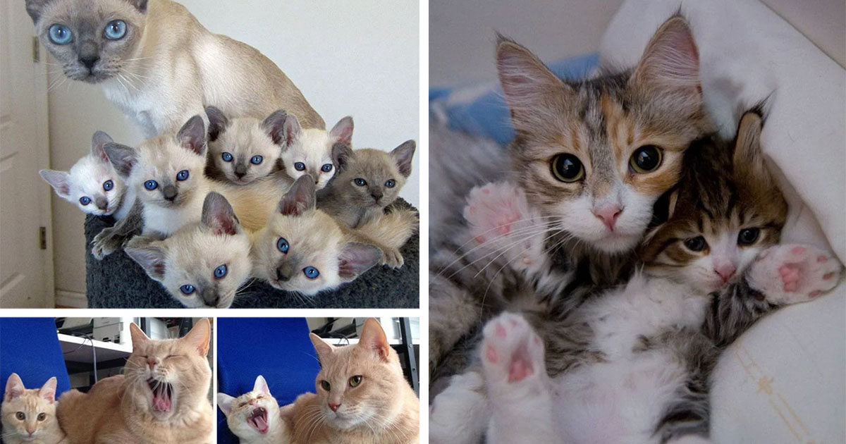 16 jolies chattes très fières de poser avec leurs minuscules chatons