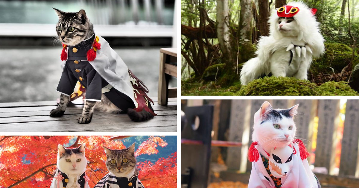 Un homme adore créer des costumes pour ses chats dans ses temps libres ...