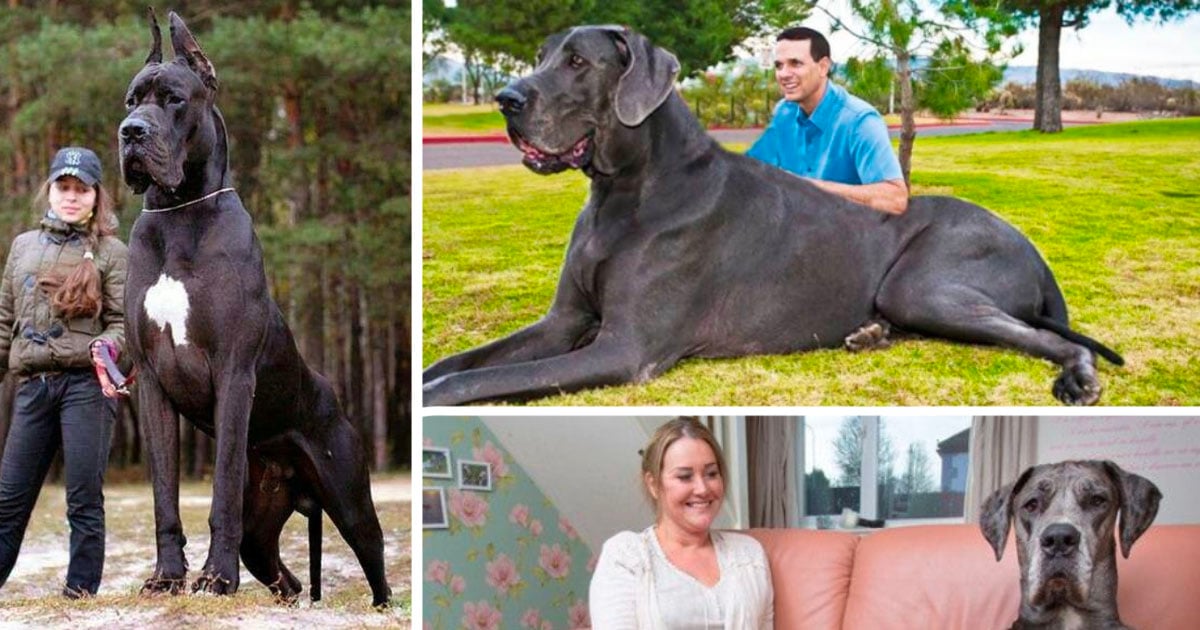 18 photos de Grands Danois qui n’ont aucune idée à quel point ils sont ...