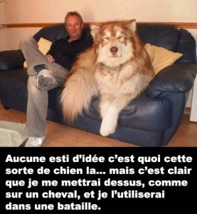 Sorte de chien