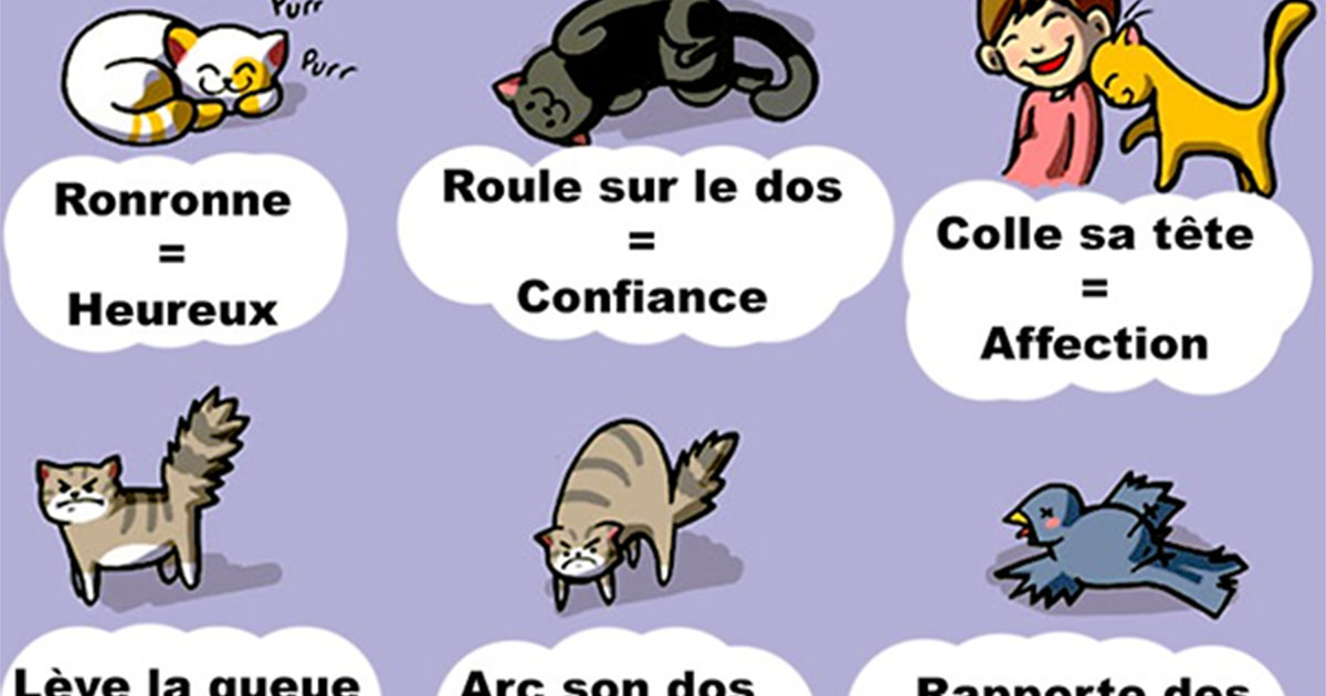 Le language des chats