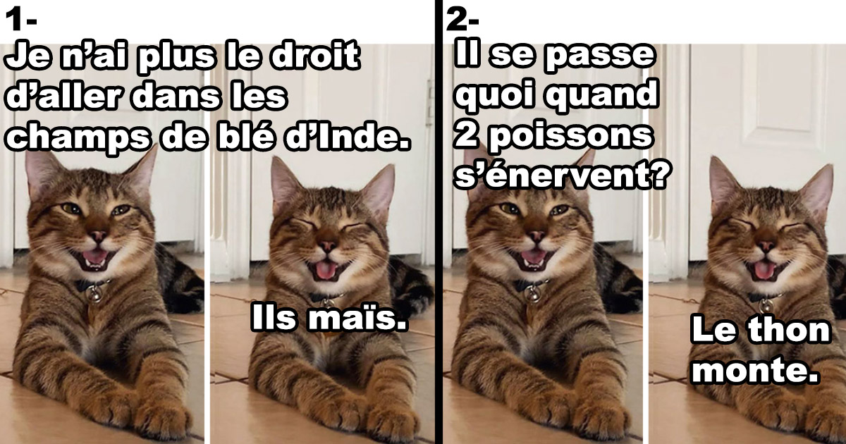 Le nouveau chat nous raconte 10 autres blagues tellement poches qu ...