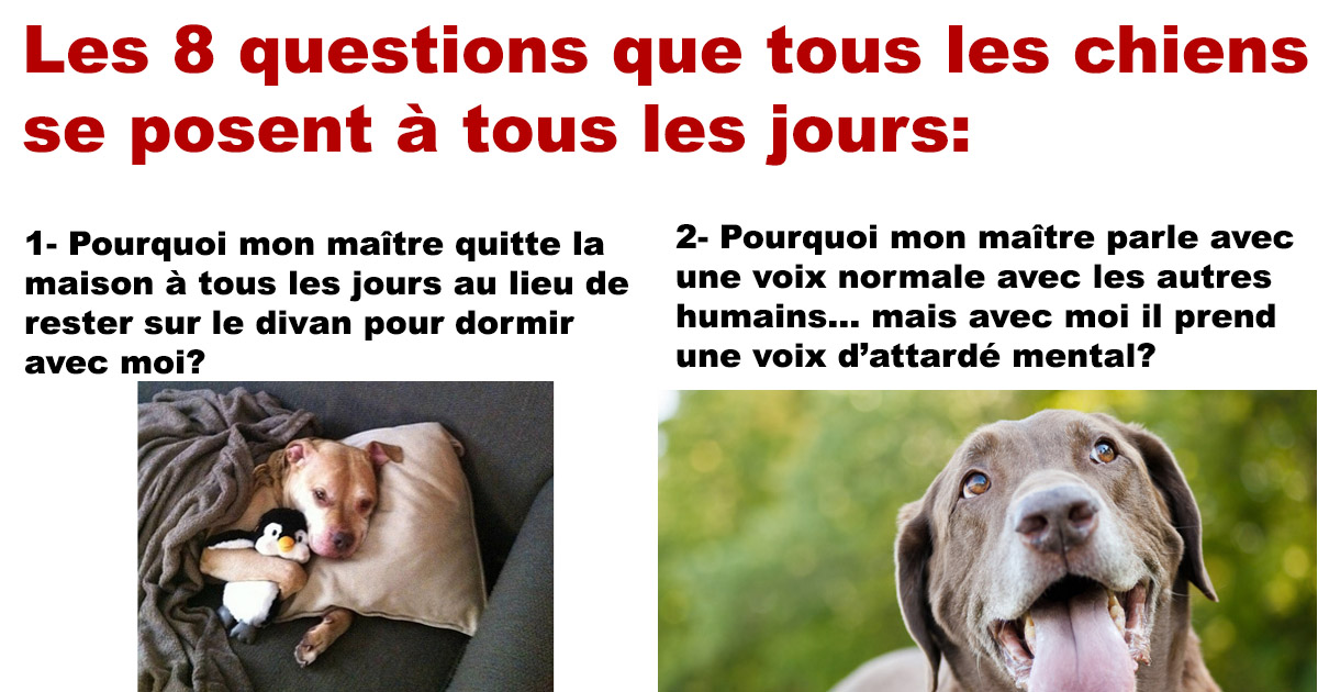 Les 8 questions que tous les chiens se posent à tous les jours