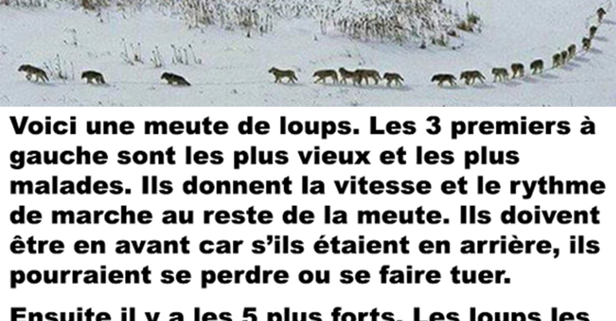La meute de loups