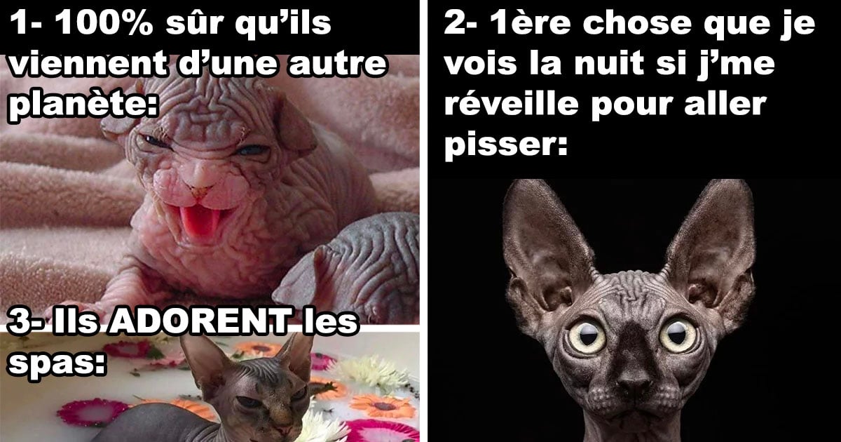 feefef - ConneriesQc