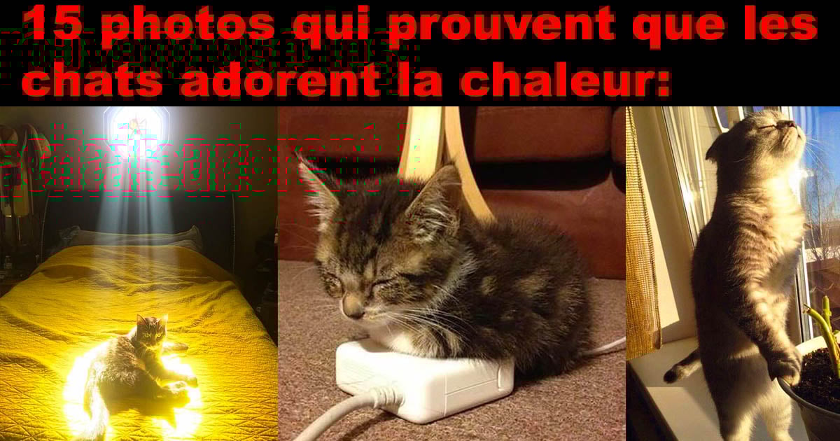 15 chats qui adorent la chaleur