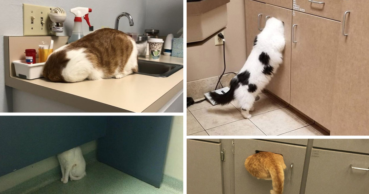 14 personnes qui partagent des photos de leur chat qui essaie de ...