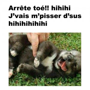 Sorte de chien