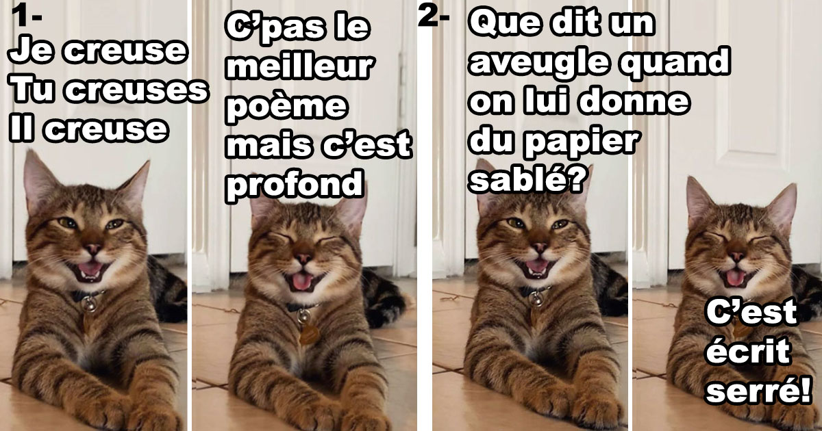 Le nouveau chat nous raconte 14 autres blagues tellement poches qu ...