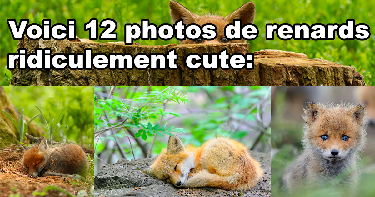 12 photos de renards ridiculement cute