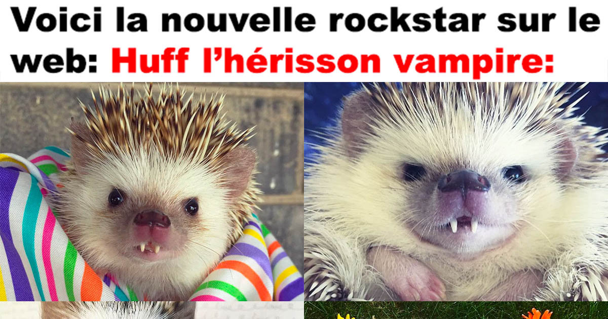 Huff - Hérisson Vampire