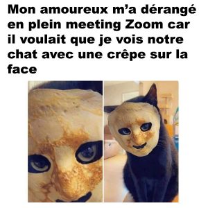 Juste une compilation de minous